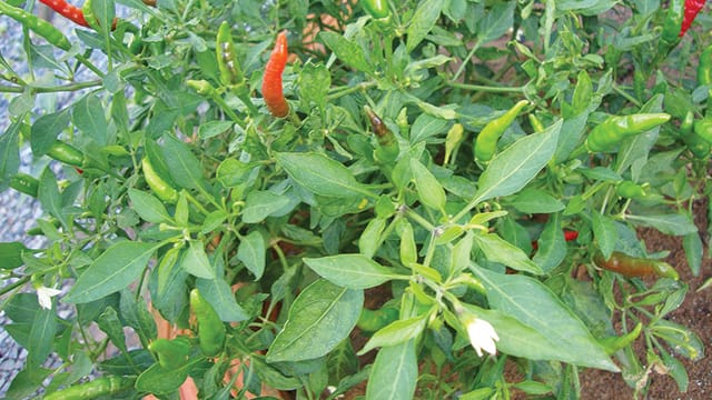 Silogud 250 EC : Solusi Jitu Atasi Kutu Putih Pada Tanaman Cabai - Ahli ...